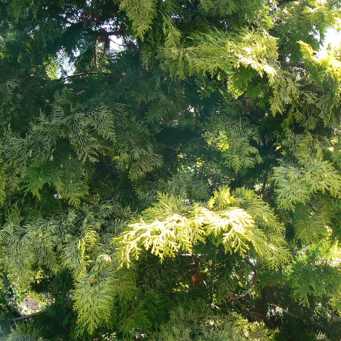 Cipres 'Crippsii' (Chamaecyparis obtusa 'Crippsii') - Planteninformatie ...