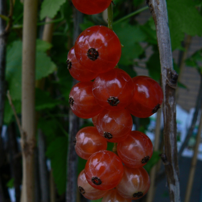 Rode Bes 'Jonkheer van Tets' (ribes rubrum 'Jonkheer van Tets ...