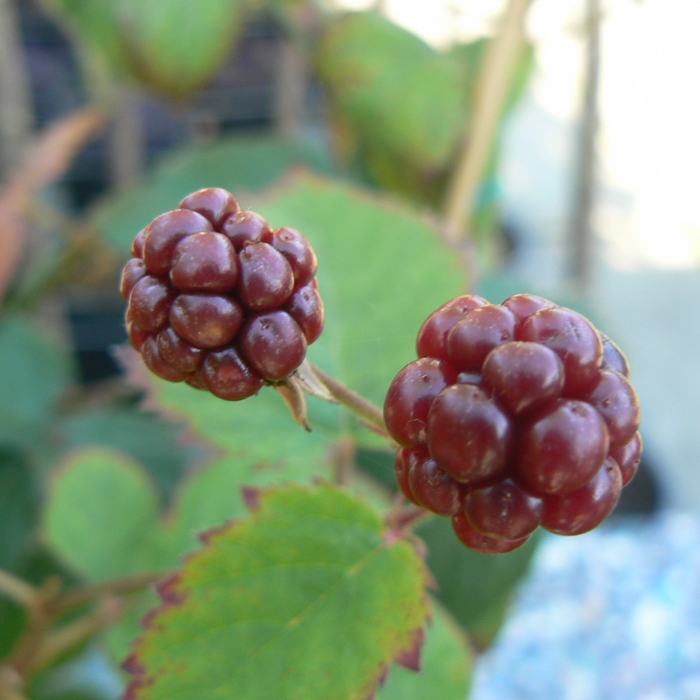 Braam Braam Hull Thornless (Rubus Fruticosa 'Hull Thornless ...