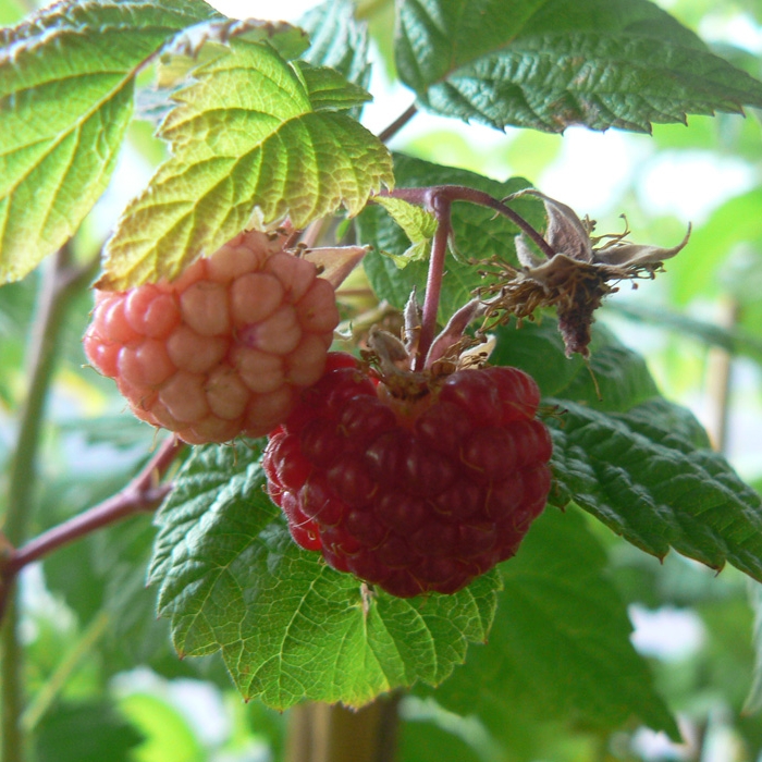 Framboos Zomerframboos Glen Clova (Rubus idaues 'Glen Clova ...