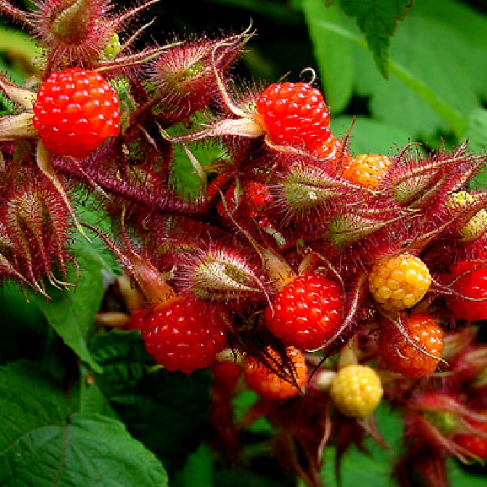 Japanse Wijnbes (Rubus phoenicolasius) - Planteninformatie ...